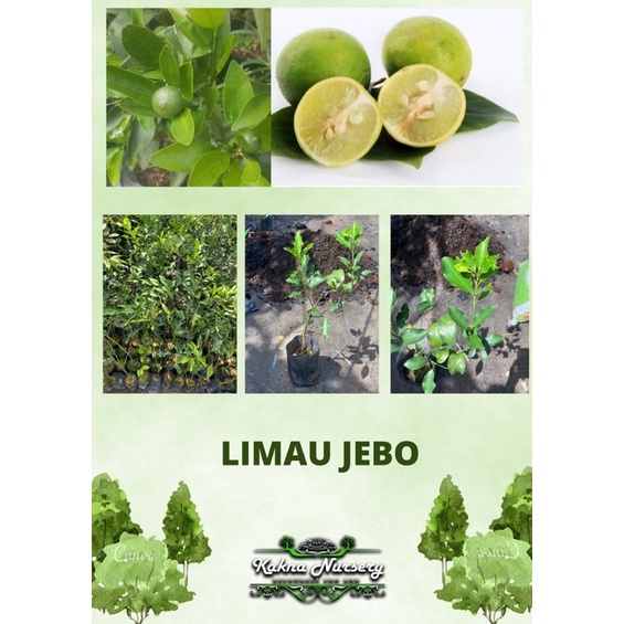 Limau Jebol / Pokok Limau / Limau Jebur / Anak Pokok Hybrid | Shopee ...