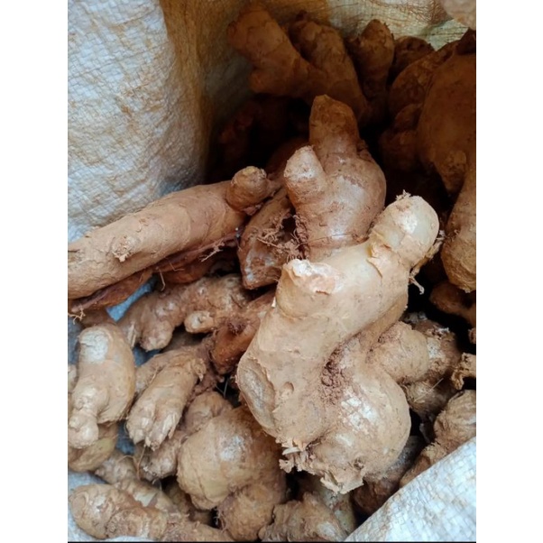 Ready elephant ginger 500g and 1kg packages | Shopee Malaysia