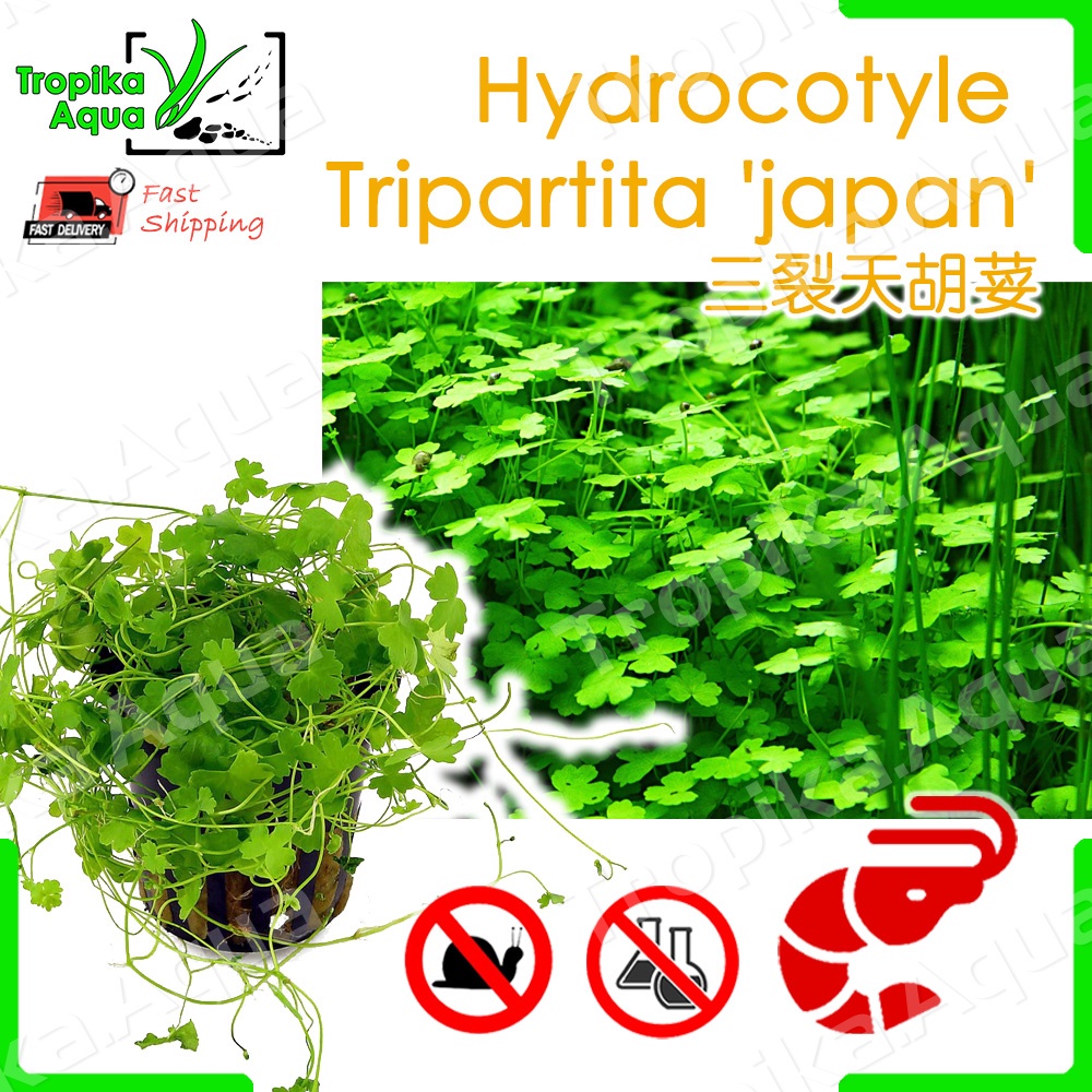 [Shrimp Safe] Hydrocotyle Tripartita 'japan' 三裂天胡荽 - aquarium aqua ...