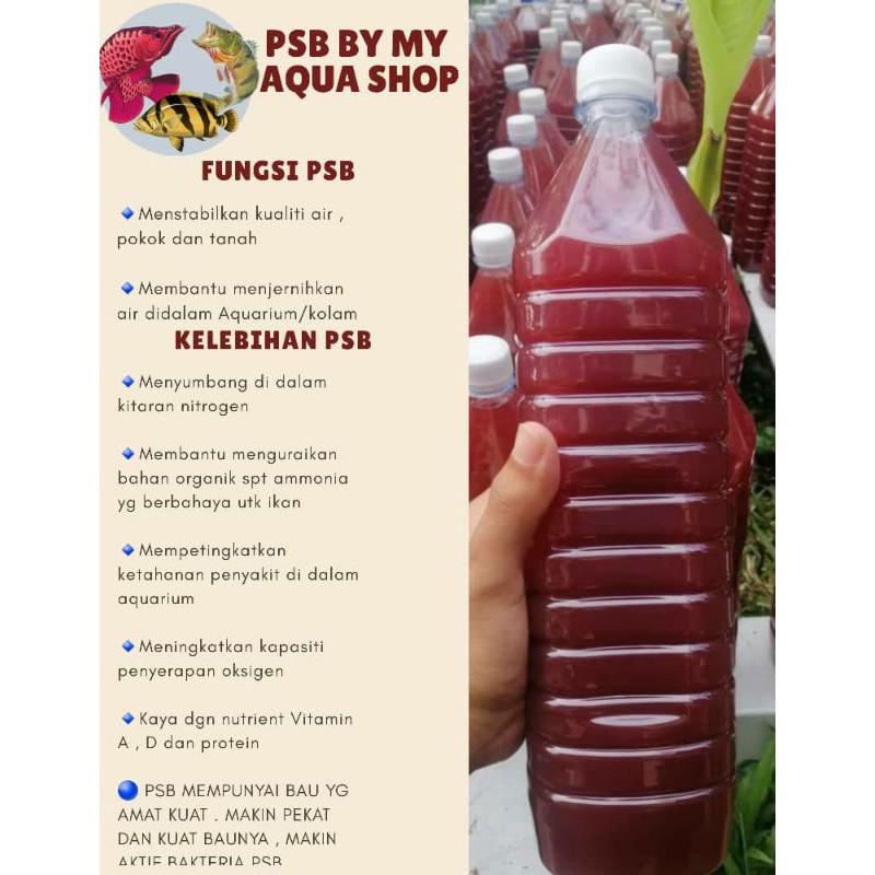 🔥HOT🔥PSB PHOTOSYNTHETIC BACTERIA (Live Culture ) PSB by Myaquashop 1.5L ...