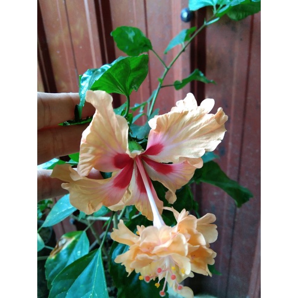 anak pokok bunga raya peach double layer ( bertingkat) | Shopee Malaysia