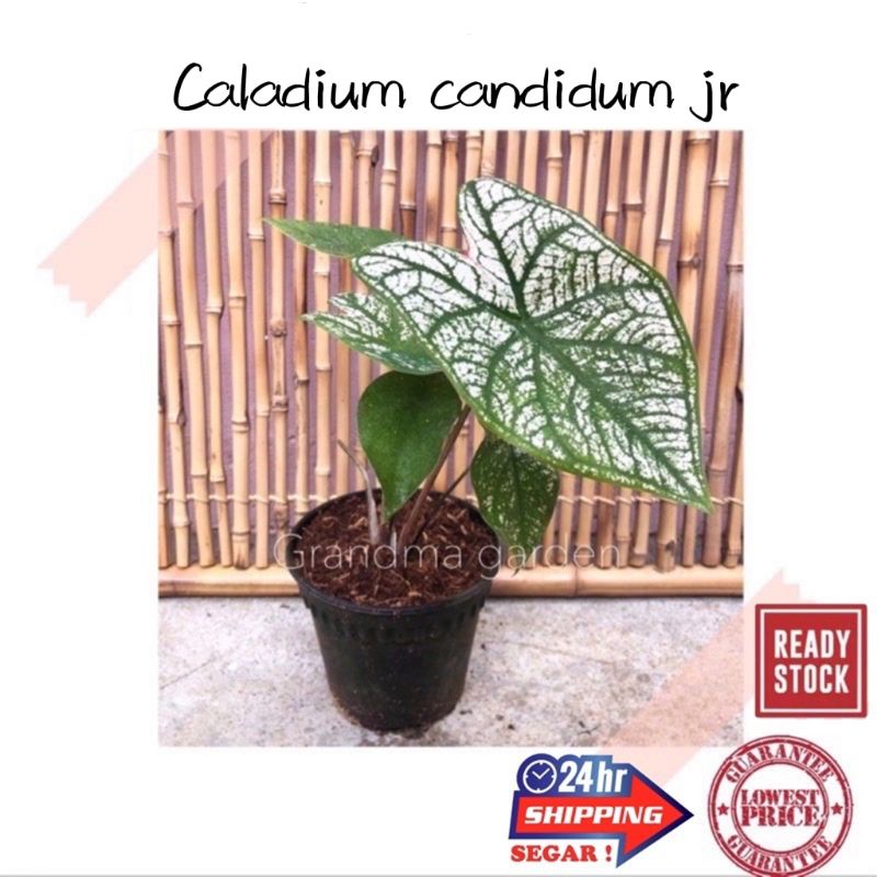 (GG real plant) caladium candidum jr ^ pokok keladi hidup hiasan rumah ...
