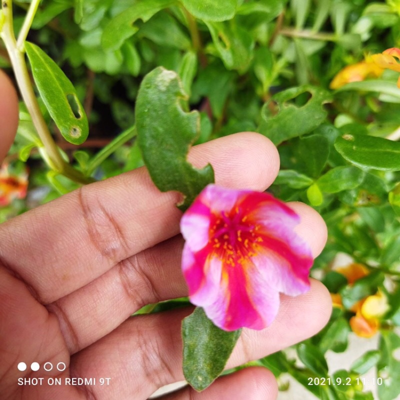 Bunga kembang pukul 10 keratan batang (3 keratan) | Shopee Malaysia