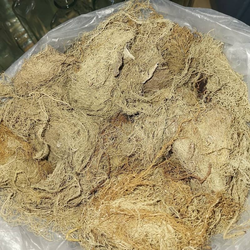 Tahi angin 100% asli (70gm) | Shopee Malaysia