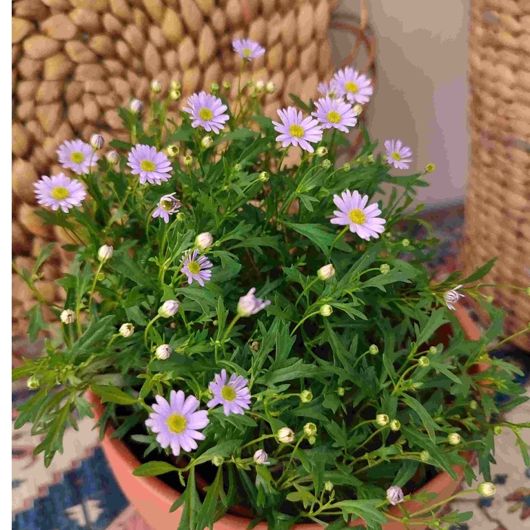 Urban Pokok Small Daisy Flower Brachyscome Multifida [Outdoor Plant ...