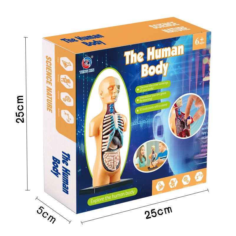 Human Body Anatomy Skeleton & Organ DIY Assembly STEM STEAM Science ...