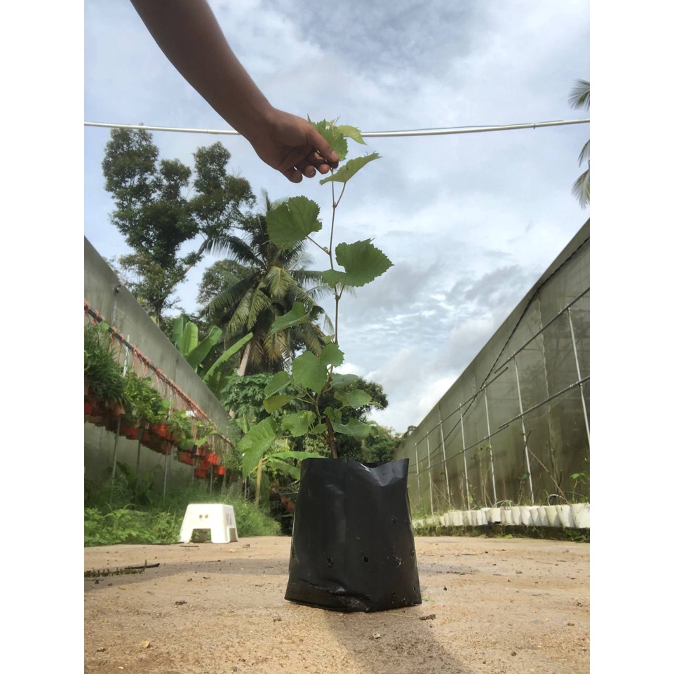 Pokok Anggur Akademik , Dixon , Aroma Delight , Ninel , Trans , Veles ...