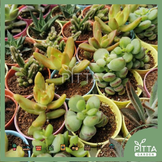 !!buy3free1!! 4pot Real Live Succulent/cactus Plant with Pot 55mm pot ...