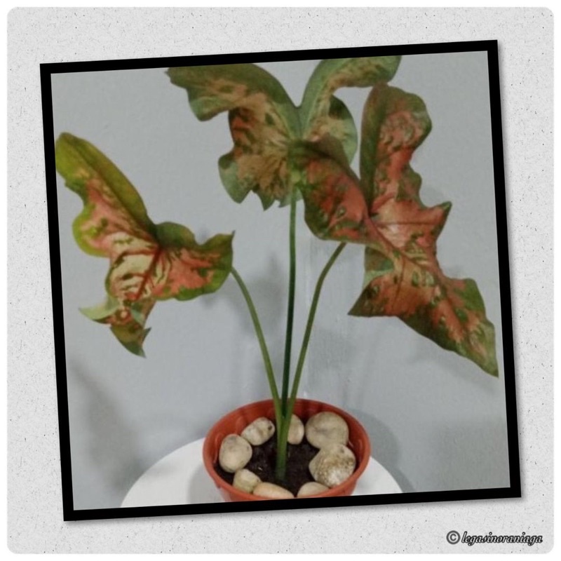 ANAK POKOK Keladi Rama-rama / Butterfly Caladium | Shopee Malaysia