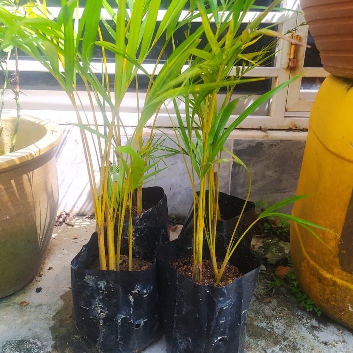 🔥🌱Pokok Pinang Kuning /Areca Palm / Indoors Live Plant | Shopee Malaysia