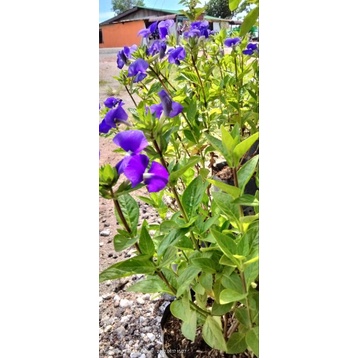 pokok bunga otacanthus caeruleus/ Brazilian snapdragon/ Amazon blue cat ...