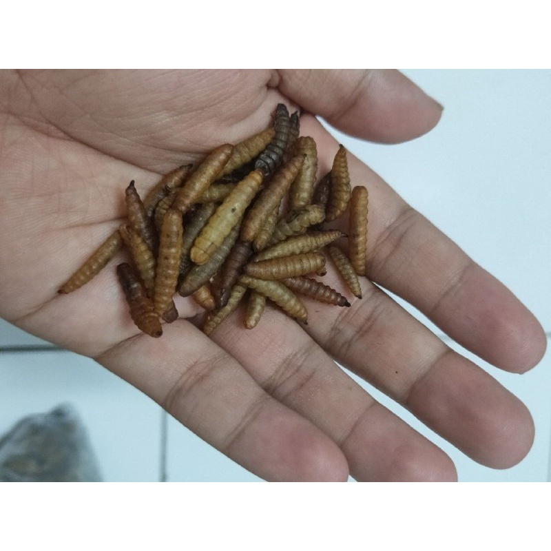 MAGGOT/ BLACK SOLDIER FLY LARVAE BSF GRADE AAA FOR CHANNA AROWANA FISH ...