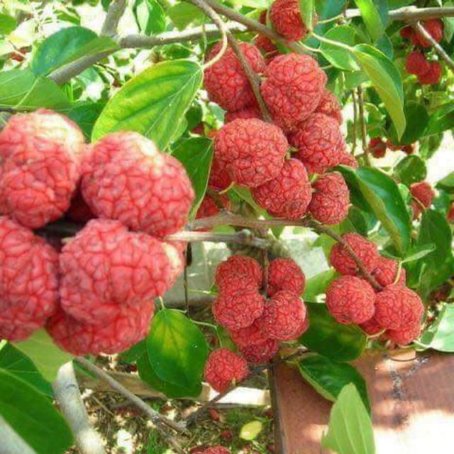🌱Anak Pokok Che Fruit Chinese Mandarin Melon Berry 🌱 SILA PM SEBELUM ...