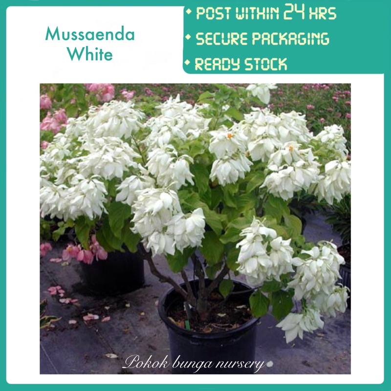 PBN - mussaenda white - pokok bunga nursery putih nusa indah ashanti ...