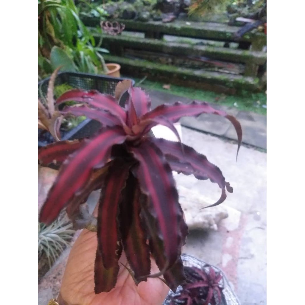 Plant - Cryptanthus (red) | Shopee Malaysia