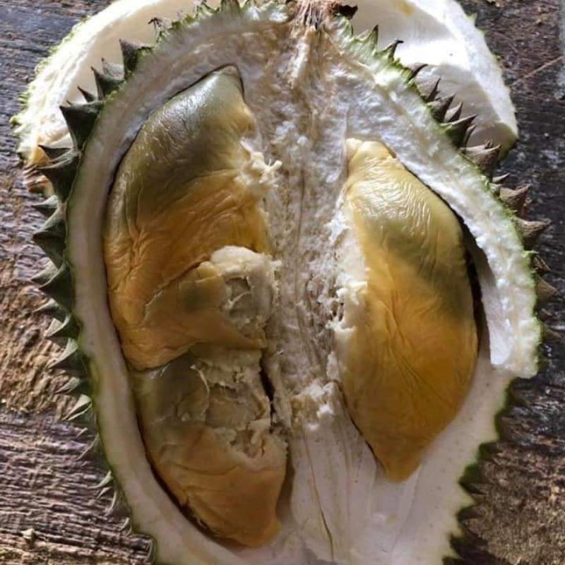 Anak Pokok Durian Tupai king 🌱Squirrel King Fruit Tree🌱松鼠王🌱松鼠王树苗🌱🔥老树品种🌱 ...