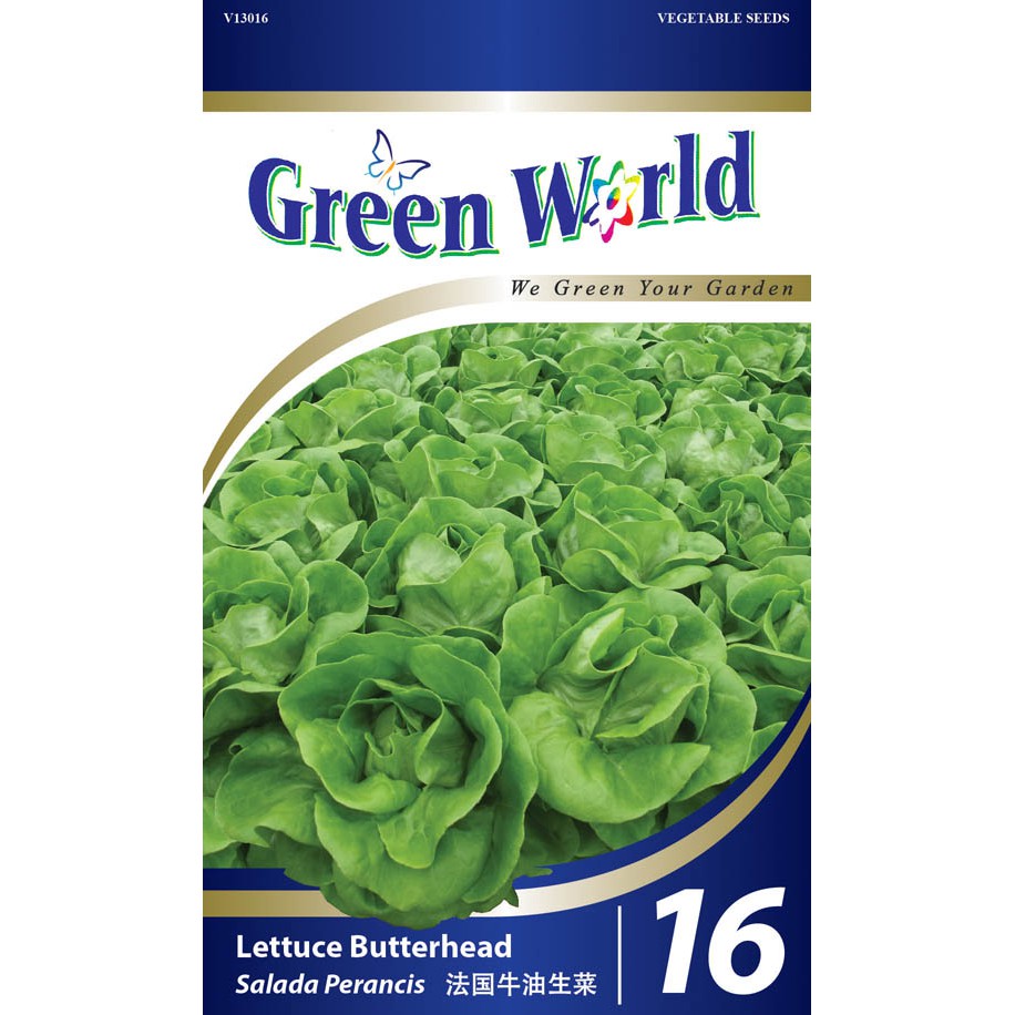 [NEW] NON GMO SEEDS 16 Green World Lettuce Butterhead (500 seeds) 奶油头莴苣 ...
