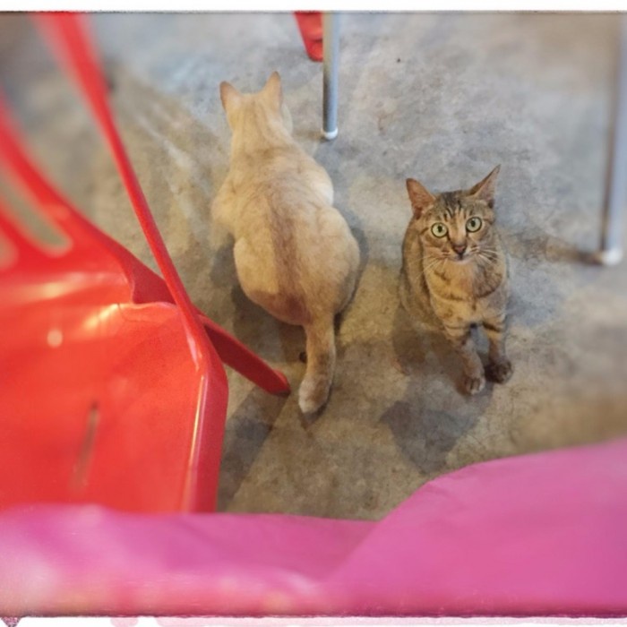 PESSO Eco Cat Repellent Spray (500ml) | Shopee Malaysia