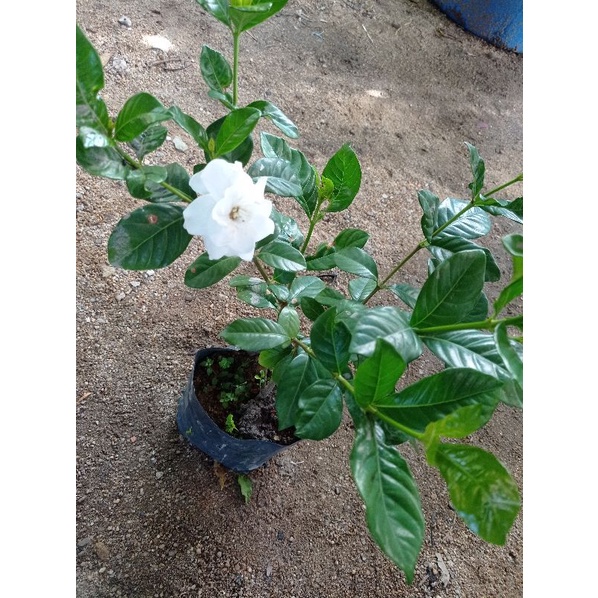 Bunga Arabian Jasmine I Melur I Flowering Shrub | Shopee Malaysia
