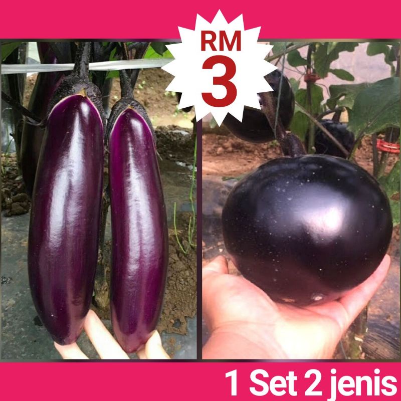Q1+Q2 Biji Benih Terung Panjang Dan Bulat Eggplant Brinjal Long and ...