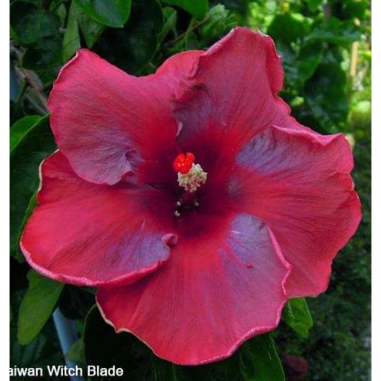 Part 2/6 : Pokok Bunga Raya Hybrid Sea Hibiscus Variegata Variegated ...