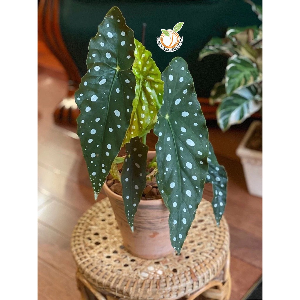CNY [VIRAL] BEGONIA MACULATA potted top indoor plant for balcony garden ...