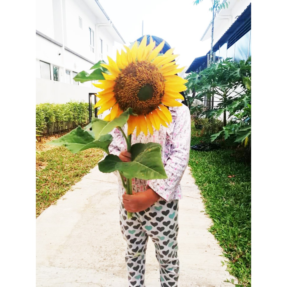 [HOT ITEM] BIJI BENIH BUNGA MAHATARI GERGASI / GIANT MULTIFLOWER ...