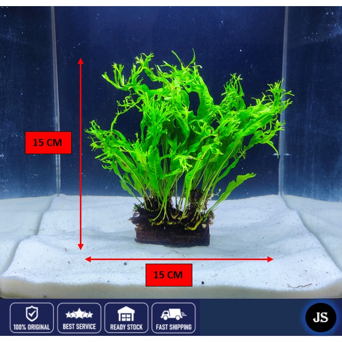 🔥Buy 3 Free 1🔥Anubias, Windelov & Java Fern Aquatic Live Plant (Anubias ...