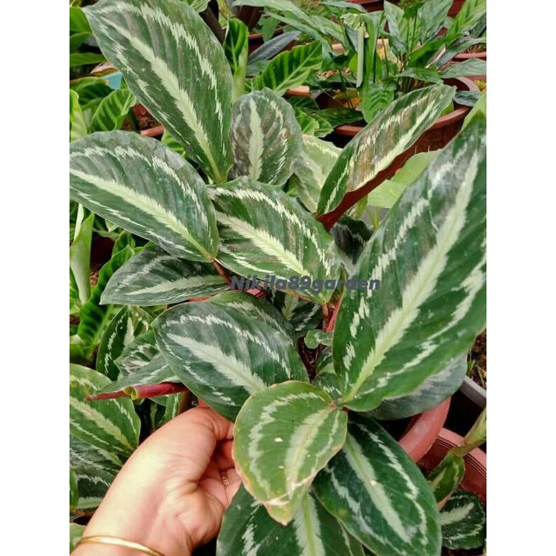 Calathea (Goeppertia) picturata 'Vandenheikei (sepasu) | Shopee Malaysia