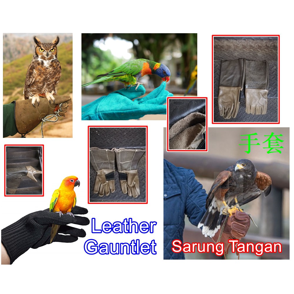 MPT Sarung Tangan Burung Helang Burung Parrot Leather Glove Eagle 老鹰皮革 ...