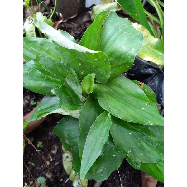 Cekur Hijau Bunga Putih/ Kencur/ Chinese Ginger/ Kaempferia (pokok ...