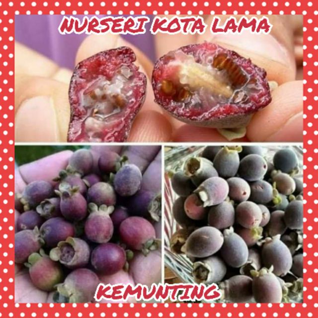 🔥OUTDOOR🔥 POKOK KEMUNTING / Rose Myrtle Tree / Kamunting / Berry ...