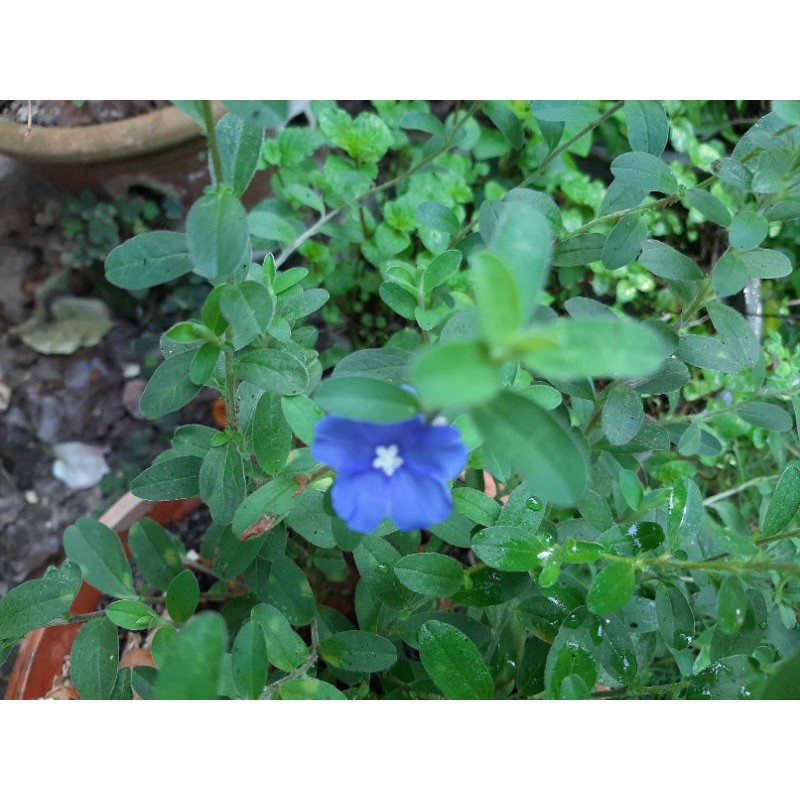 LIVE PLANT Blue daze flowers | Shopee Malaysia