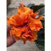 Orange Multi Layers Hibiscus Keratan Batang Bunga Raya Oren | Shopee ...