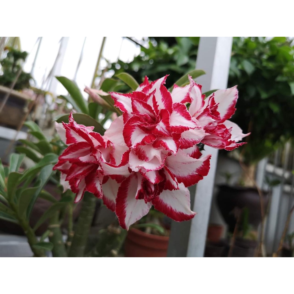 Adenium ( Ferrari ) Desert Rose ( Pokok Bunga Kamboja ) | Shopee Malaysia