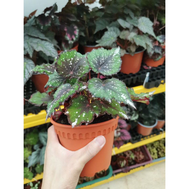 90s Greenovation l Live plant -Begonia Classy Greyish 秋海棠(Dark Green ...