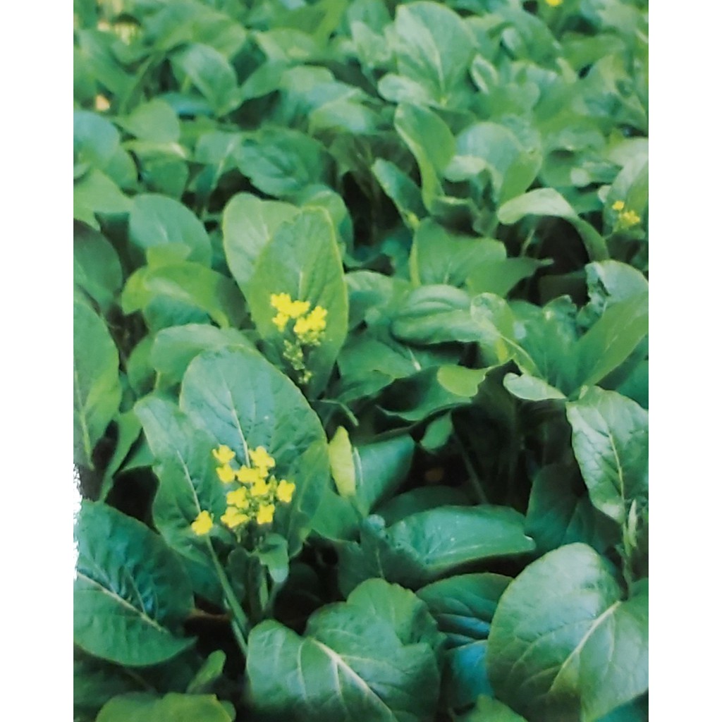 Choy Sum Hong Kong Seed 🍀🍀 Sawi Hong Kong 🍀🍀 香港菜心种子 ( 5gm/pack ...