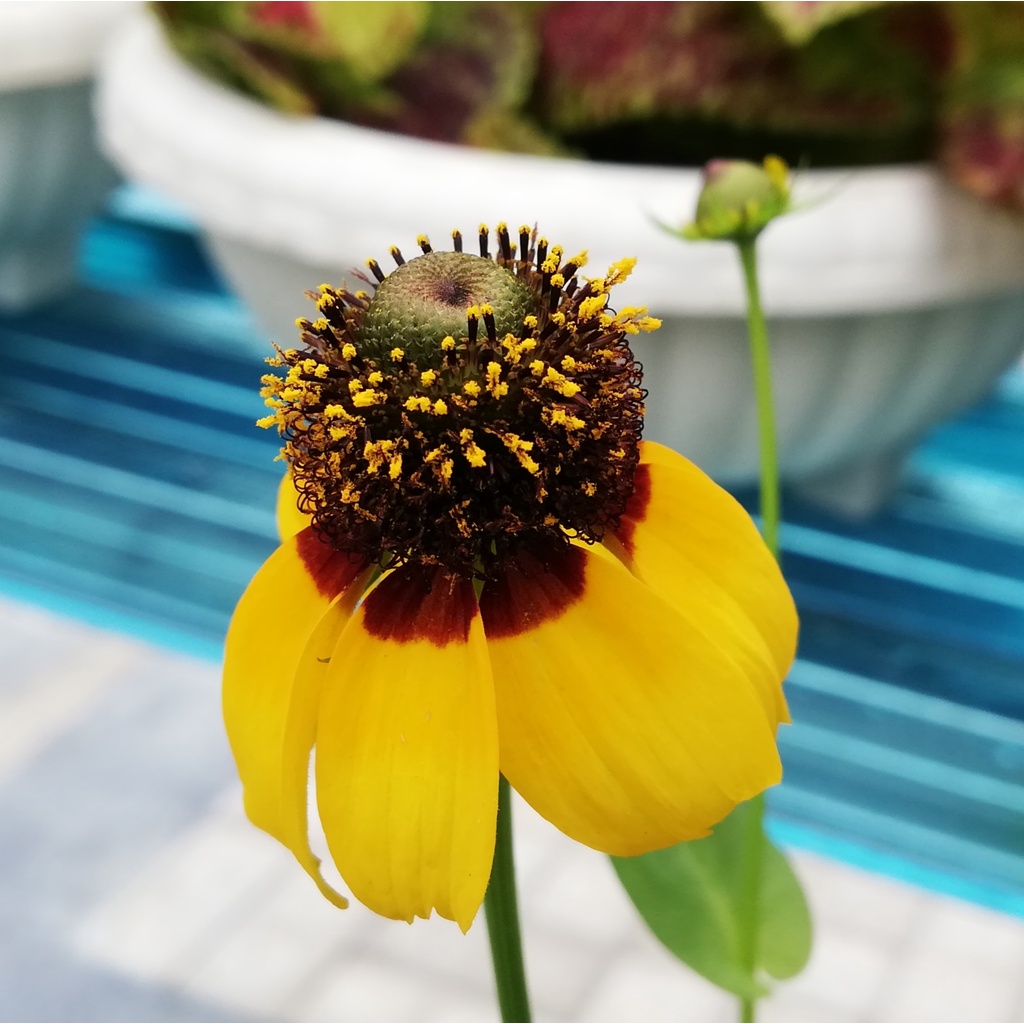 [Ready Stock] Cone Flower Echinacea Pupurea Rare Chrysanthemum Bunga ...