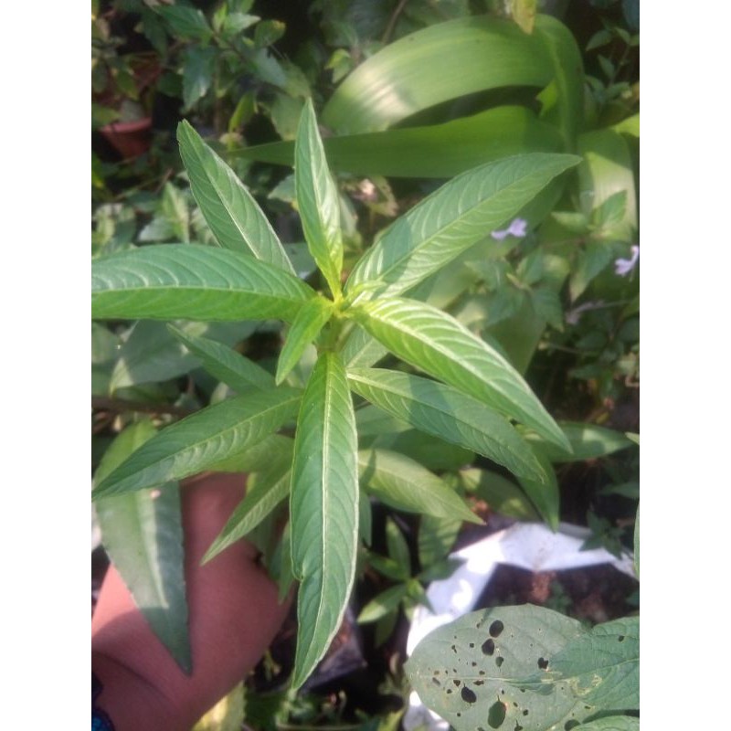Pokok Inai Air, Nama botani : Jussiaea linifolia / Ludwigia ...