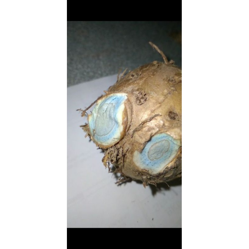 1 KG TEMU IRENG TEMU HITAM CURCUMA AERUGINOSA RIZOM UNTUK ANAK BENIH ...