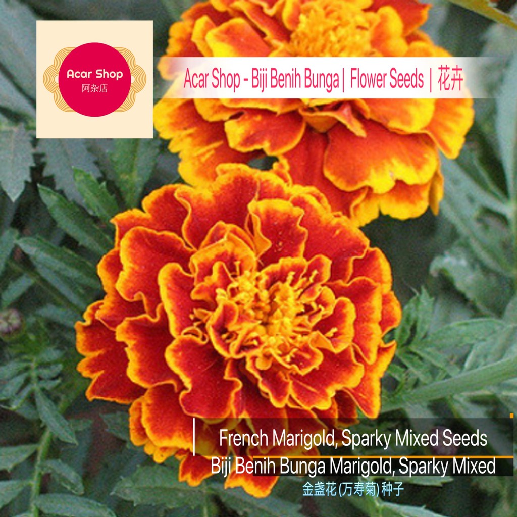 French Marigold, Sparky Mixed｜ Biji Benih Bunga Marigold, Sparky Mixed ...