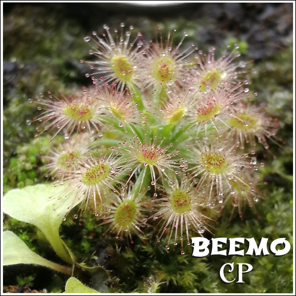 Pygmy Drosera Roseana - Carnivorous Plant / 迷你毛毡苔 | Shopee Malaysia