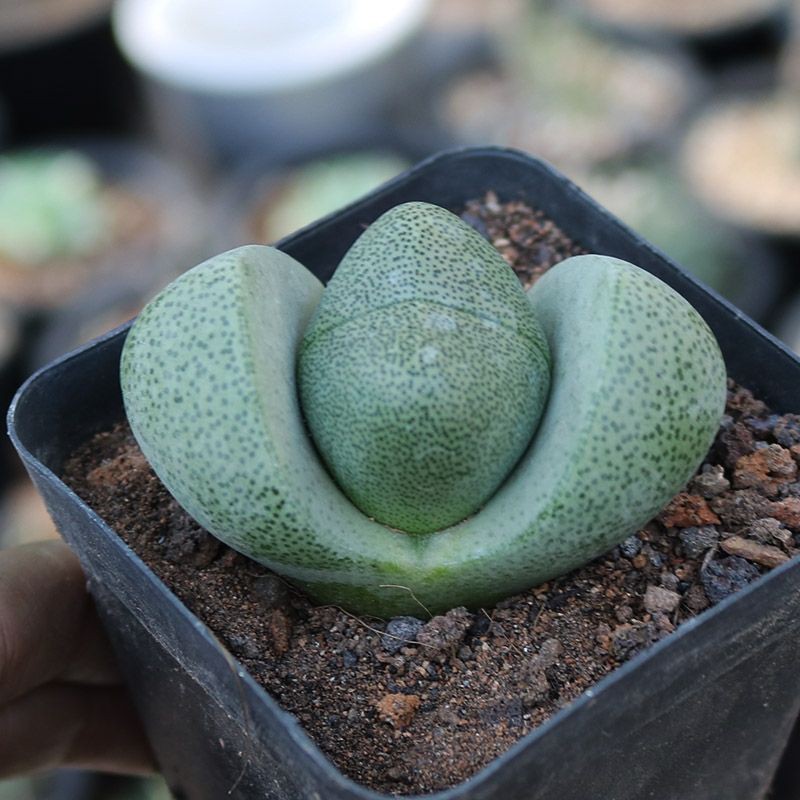 delii 帝玉4cm ready stock | Shopee Malaysia