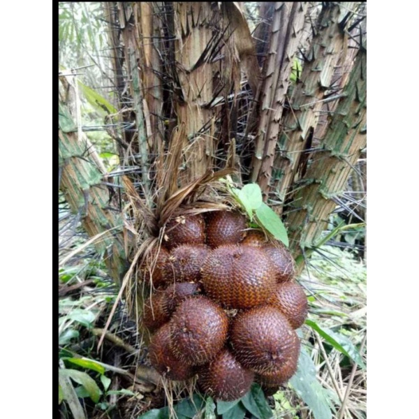 Original KARANGASEM BALI SALAK AND SUPER QUALITY BALI SIBETAN SALAK ...