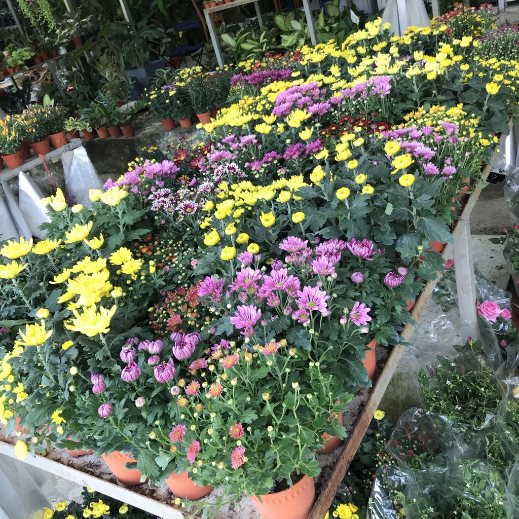 CNY Pokok Bunga Kekwa Kuning Live Plant Chrysanthemum Bunga Hiasan ...