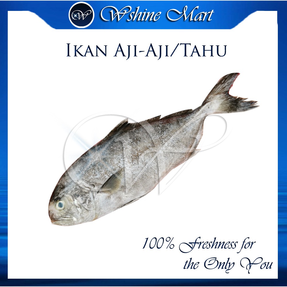 [100% Segar] Ikan Aji Aji / Ikan Tahu / Amberjacks (No Chemical) Fresh Seafood Ikan Laut [100% ...