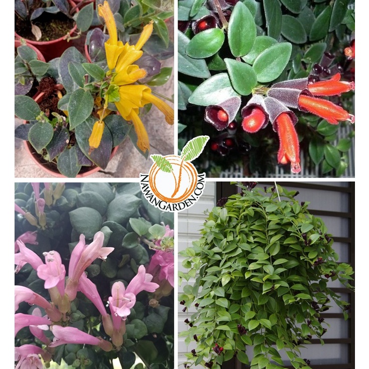 [Hanging Flower] Family of Aeschynanthus Bunga LIPSTICK with hanging ...
