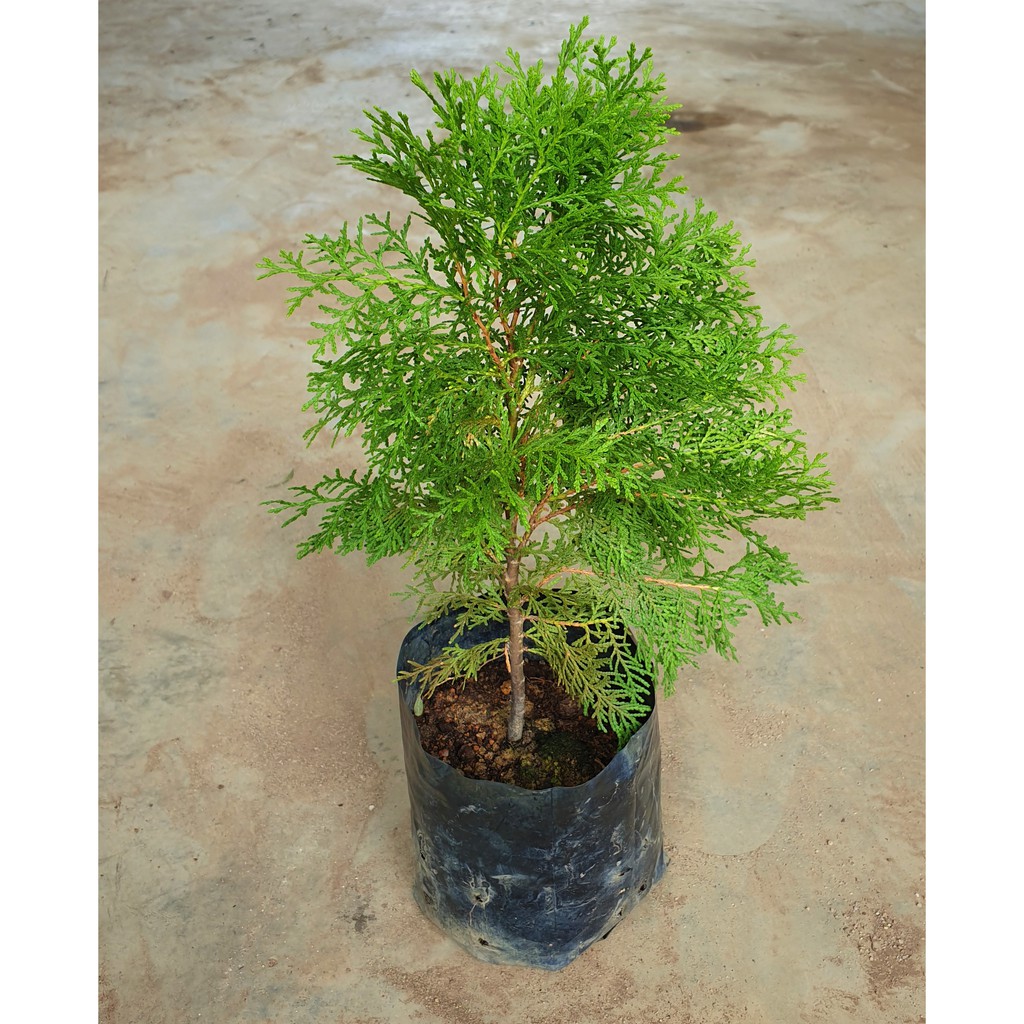 Anak Pokok Thuja Pine / 側柏 | Shopee Malaysia