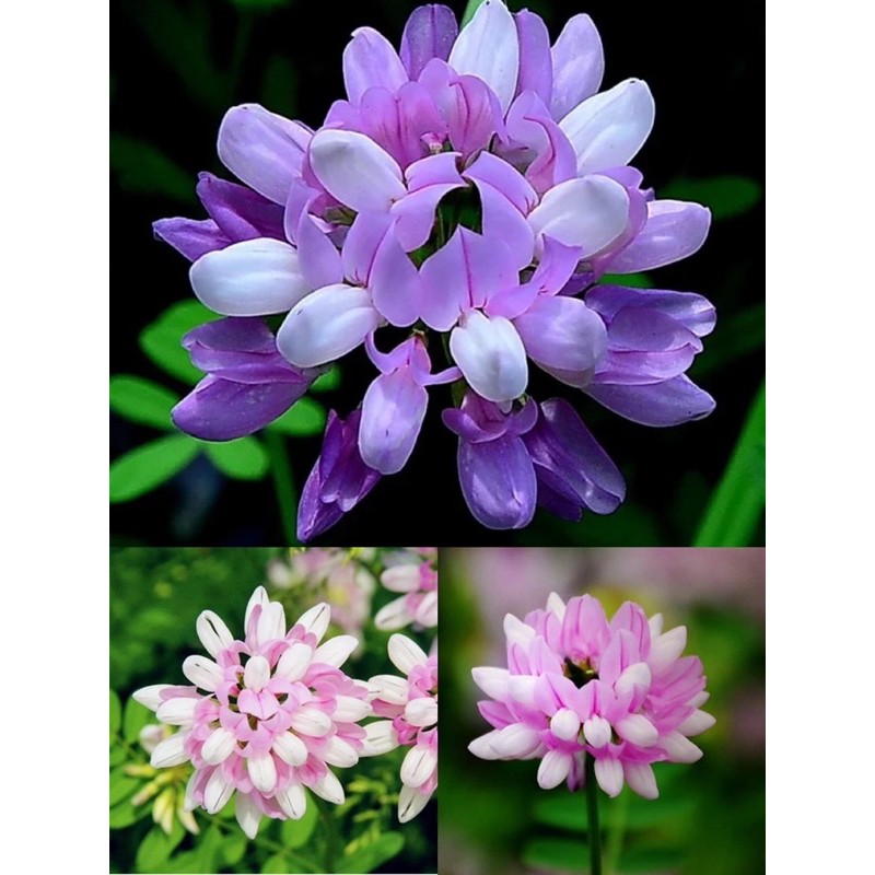 【Ready Stock】 Biji Benih Bunga Coronilla Varia Flower seeds Coronilla ...