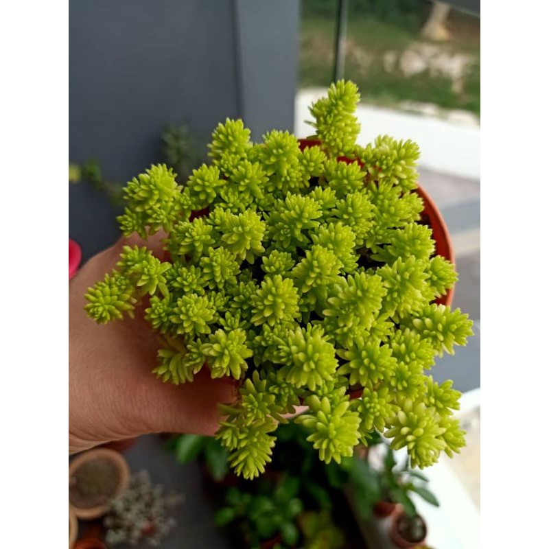 Sedum Golden Moss Succulent 多肉 黄金万年草 | Shopee Malaysia